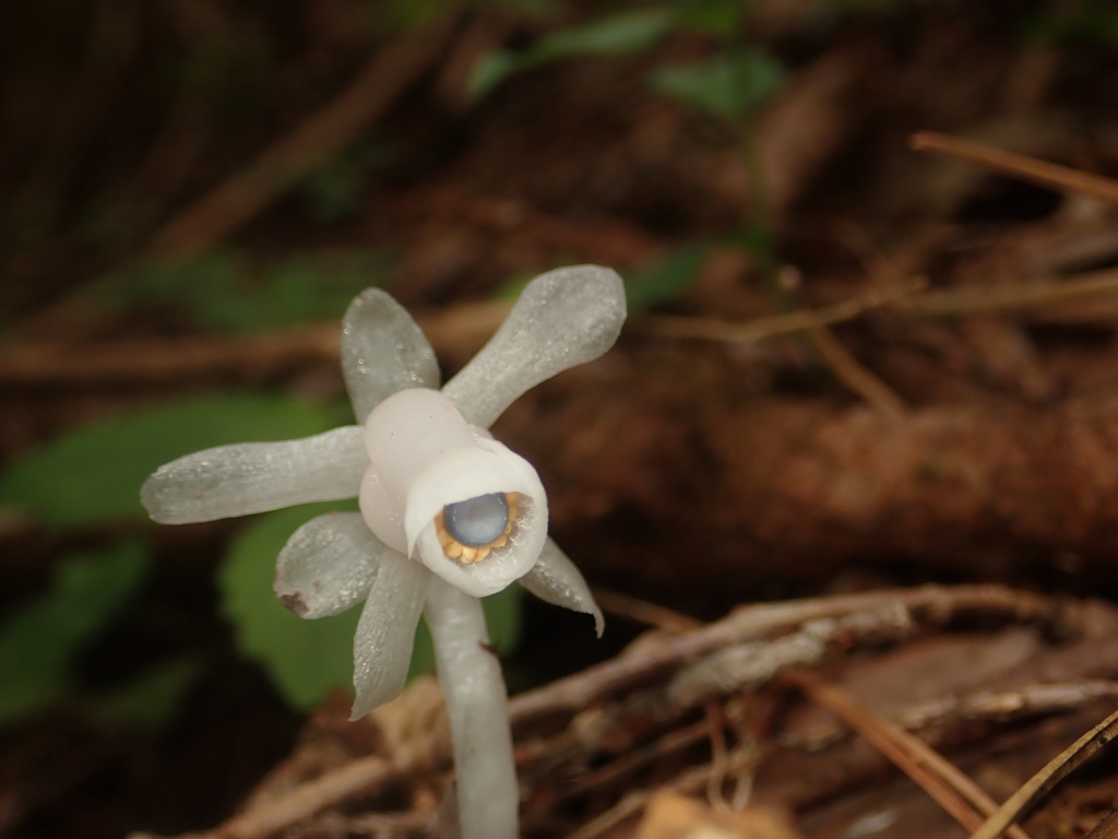 Monotropastrum humile from 塔原町, 岸和田市, 大阪府, JP on June 18, 2023 at 11:06 ...