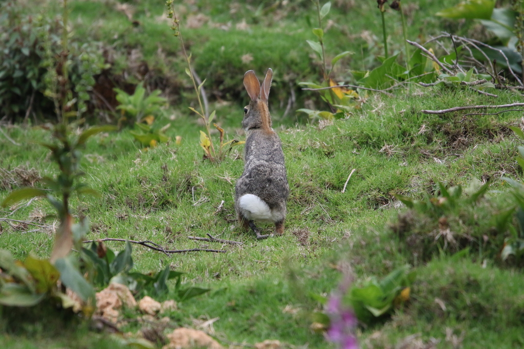 Mexican Cottontail from General Heliodoro Castillo, Guerrero, Mexico on ...