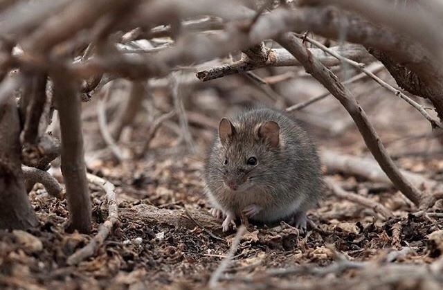 Galápagos Rice Rat in November 2018 by jtobar982 · iNaturalist
