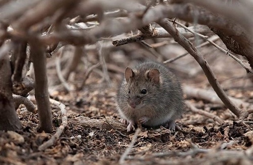Galápagos Rice Rat (Aegialomys galapagoensis) · iNaturalist