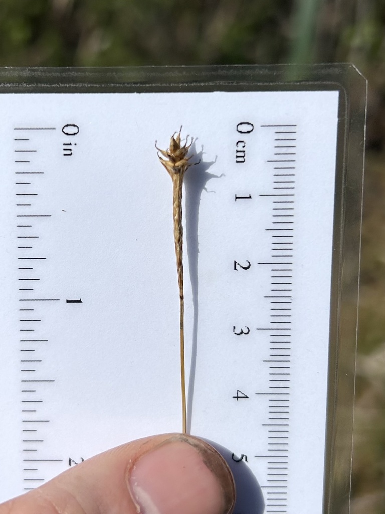 meager sedge in June 2023 by Taylor Sturm. Was pleased to see this, in ...