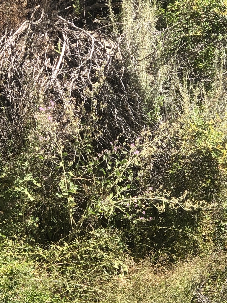 Hall's bush-mallow from Diablo Foothills Regional Park, Walnut Creek ...