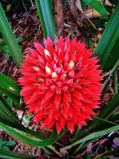 Aechmea rubiginosa from Assis Brasil - AC, Brasil on February 4, 2006 ...
