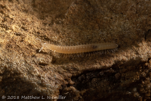 Black's cave millipede (Trigenotyla blacki) · iNaturalist