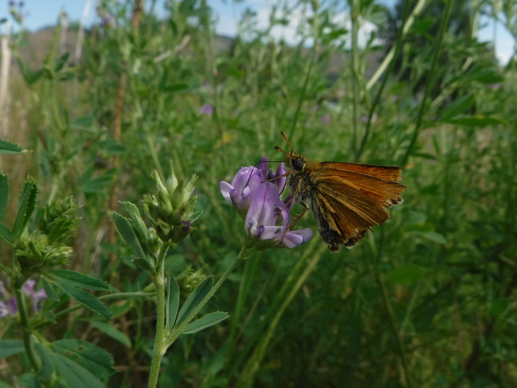 Essex Skipper from Vernon, BC, Canada on June 17, 2023 at 09:09 AM by ...