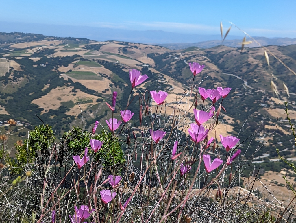 Lewis' Clarkia in June 2023 by Beth Hyytinen · iNaturalist