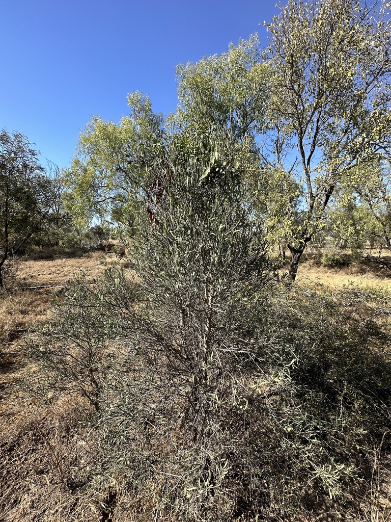 Australian desert lime in June 2023 by pteridium · iNaturalist