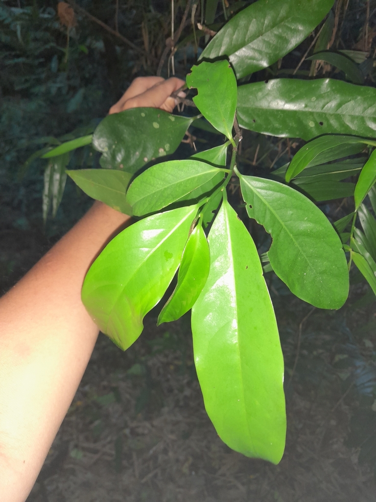 Goniothalamus amuyon in June 2023 by ihenglan · iNaturalist