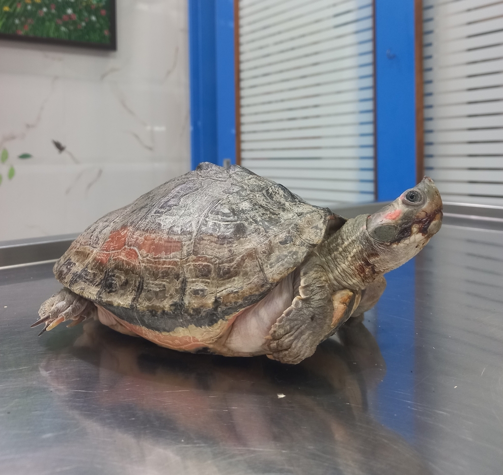 Indian Tent Turtle on April 30, 2023 at 08:30 AM by Vedant Kasambe ...