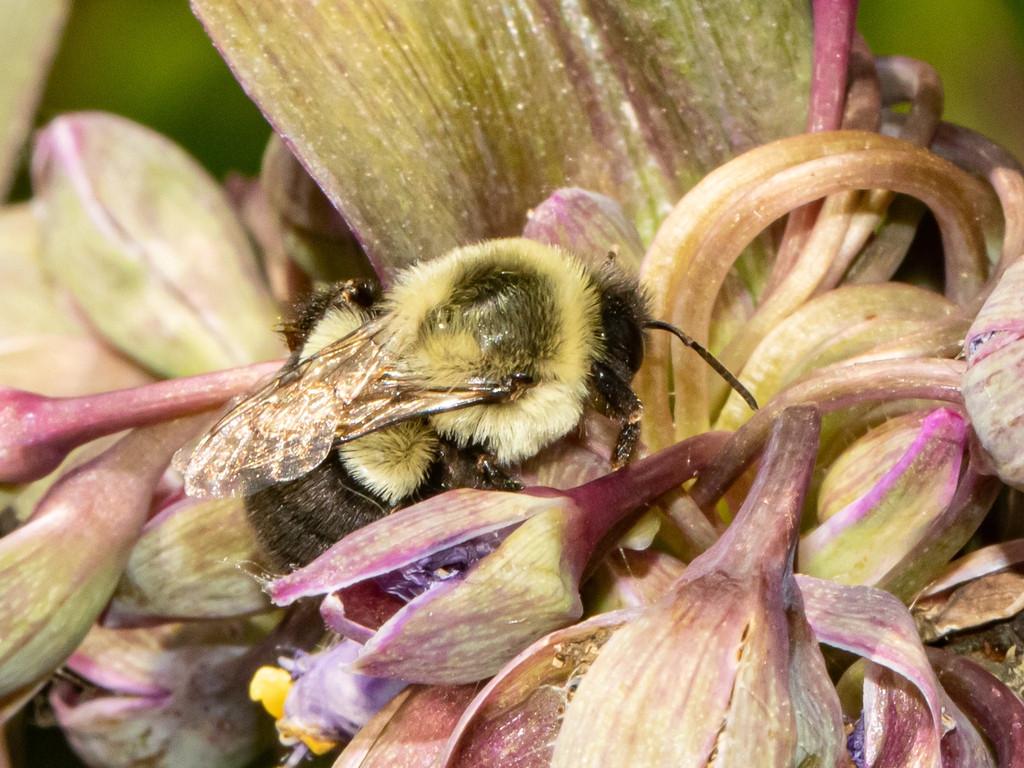 Common Eastern Bumble Bee from Anne Arundel County, MD, USA on June 17 ...