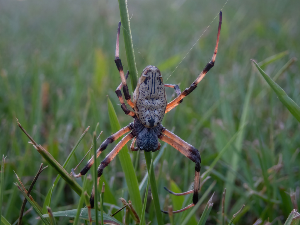 African Hermit Spider from Djibloho, Guinea Ecuatorial on January 10 ...