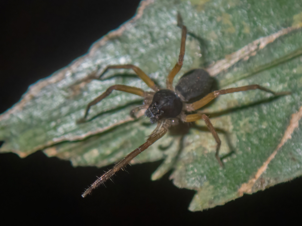 Wandering Spiders from Anisok, Guinea Ecuatorial on February 7, 2023 at ...