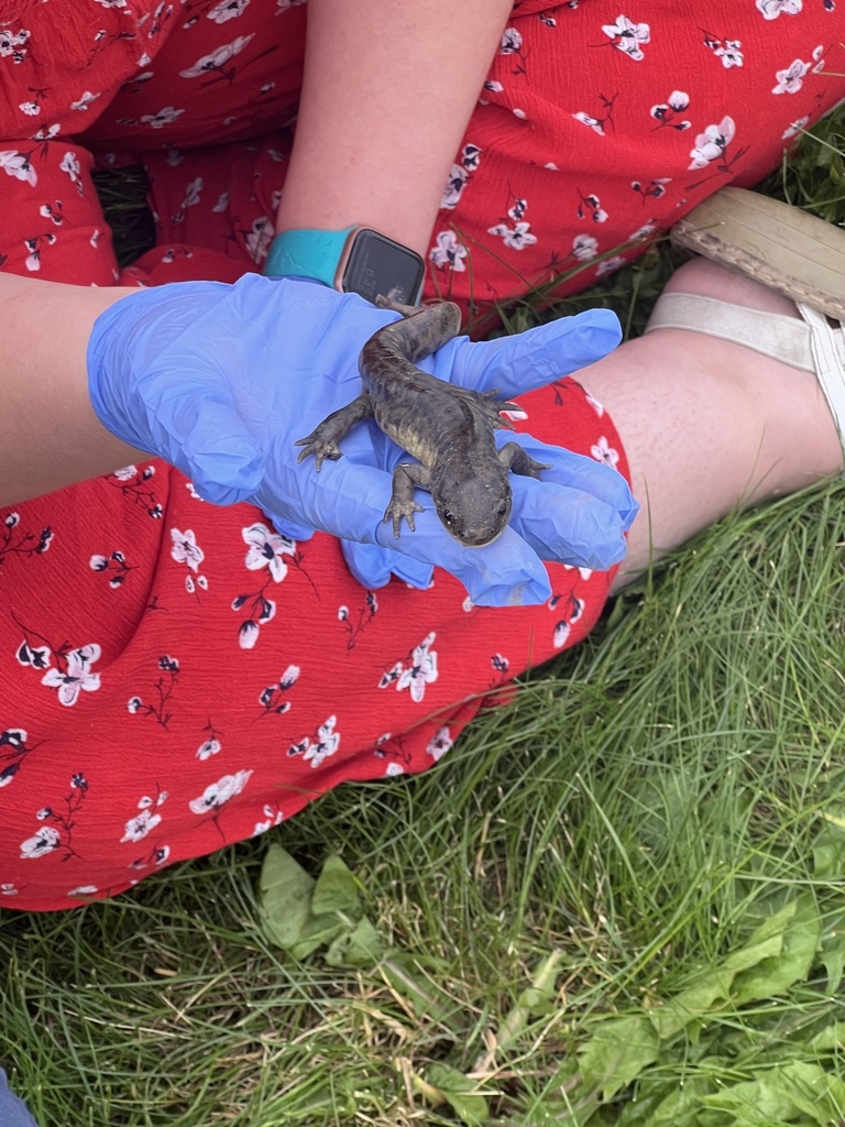 Barred Tiger Salamander from N 500 W St, Santaquin, UT, US on June 18 ...