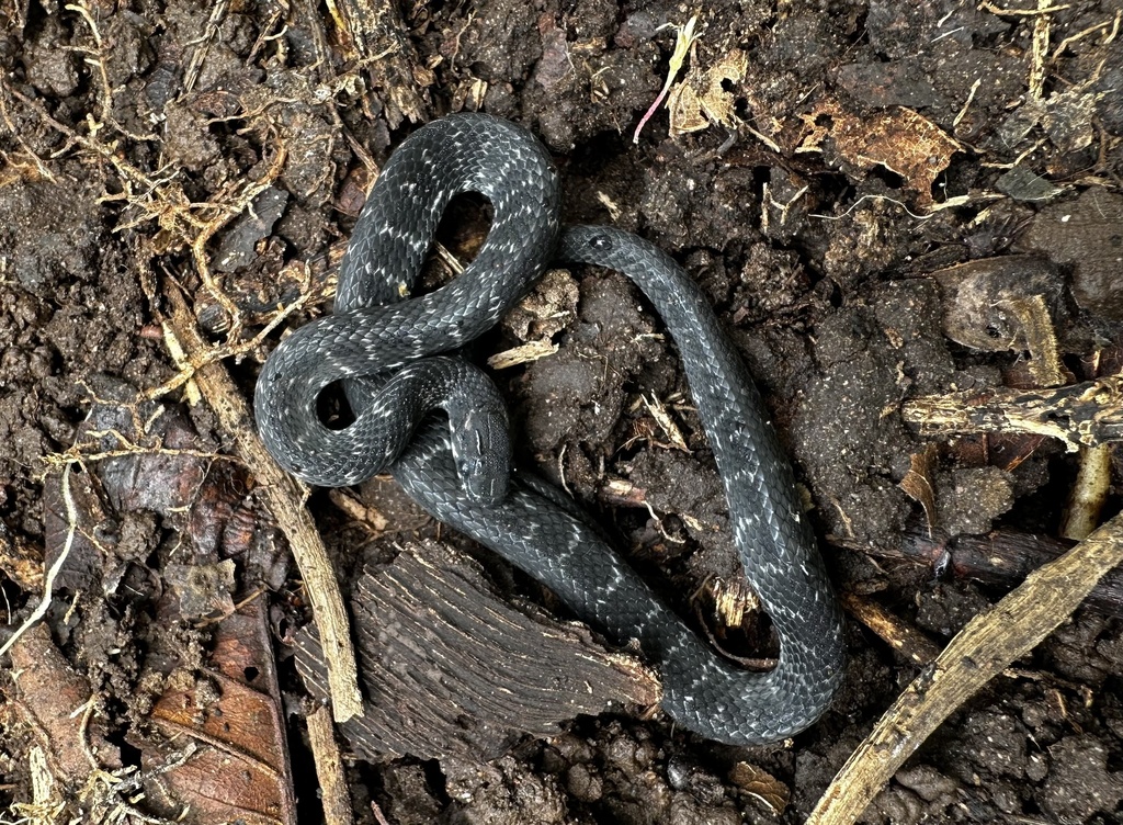 Cope's Coffee Snake in June 2023 by Dylan. Under debris · iNaturalist