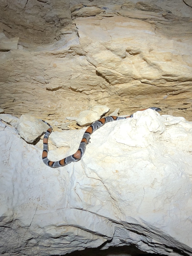 Gray-banded Kingsnake from US Highway 90, Del Rio, TX, US on September ...