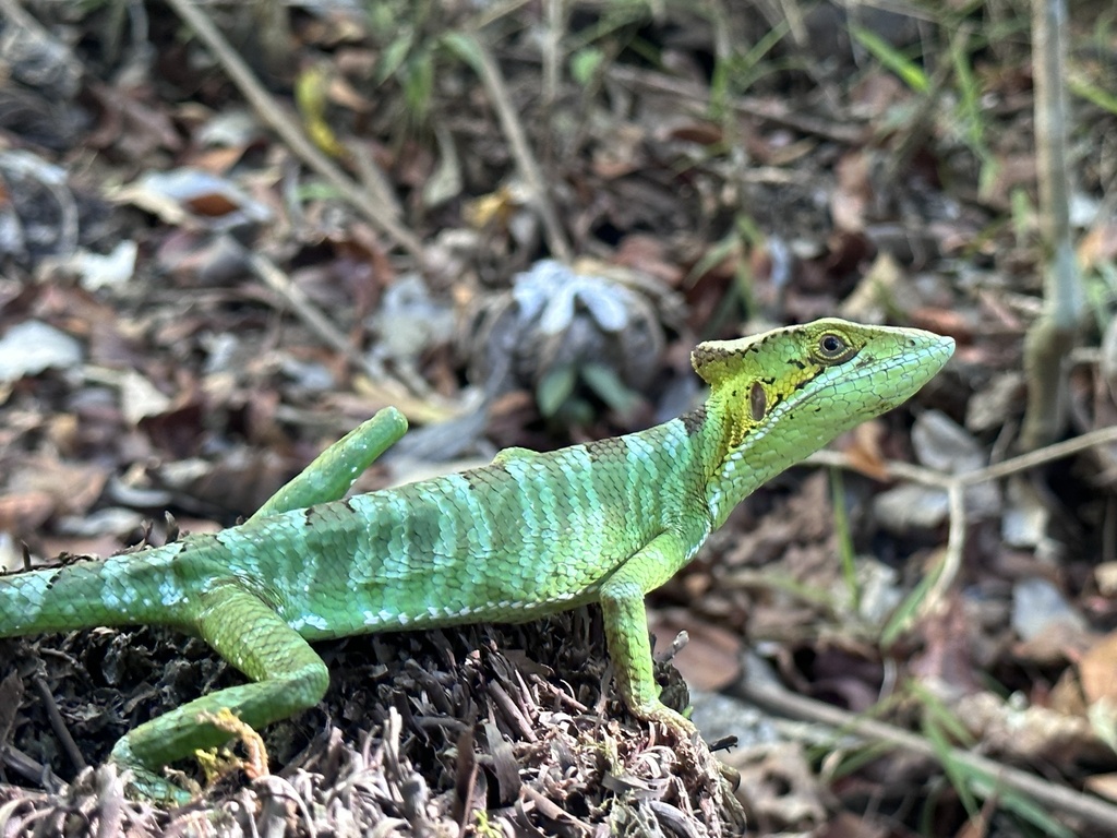 Eastern Casquehead Iguana from Distrito de Cayo, BZ on June 15, 2023 at ...