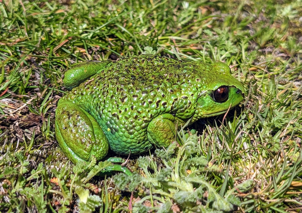 Badditu Forest Tree Frog from ዲንሾ, Éthiopie on May 19, 2023 at 10:09 AM ...