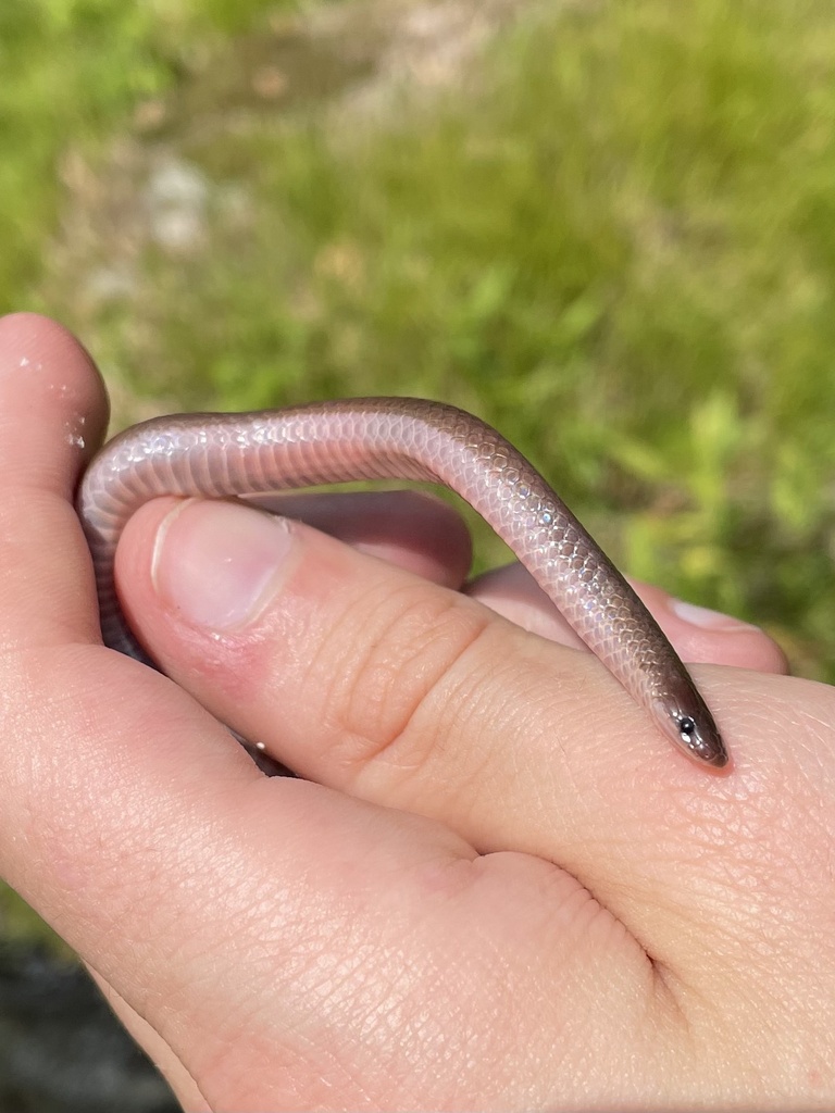 Eastern Worm Snake in June 2023 by Colby Baker · iNaturalist