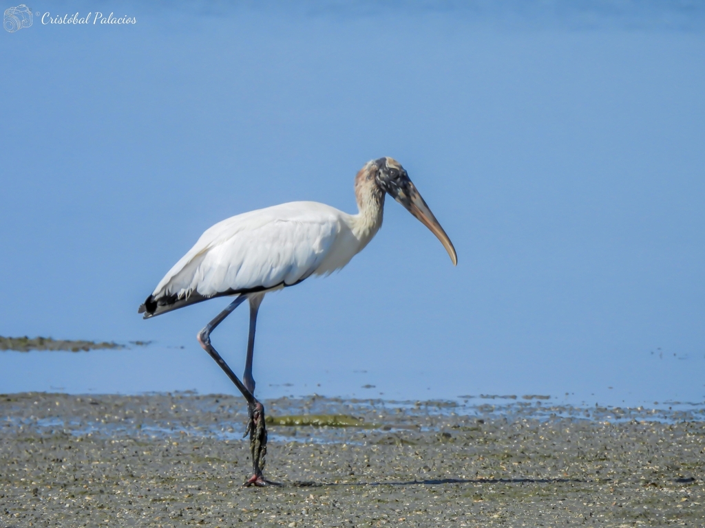 Wood Stork from 70188 Oax., México on February 26, 2023 at 08:01 PM by ...