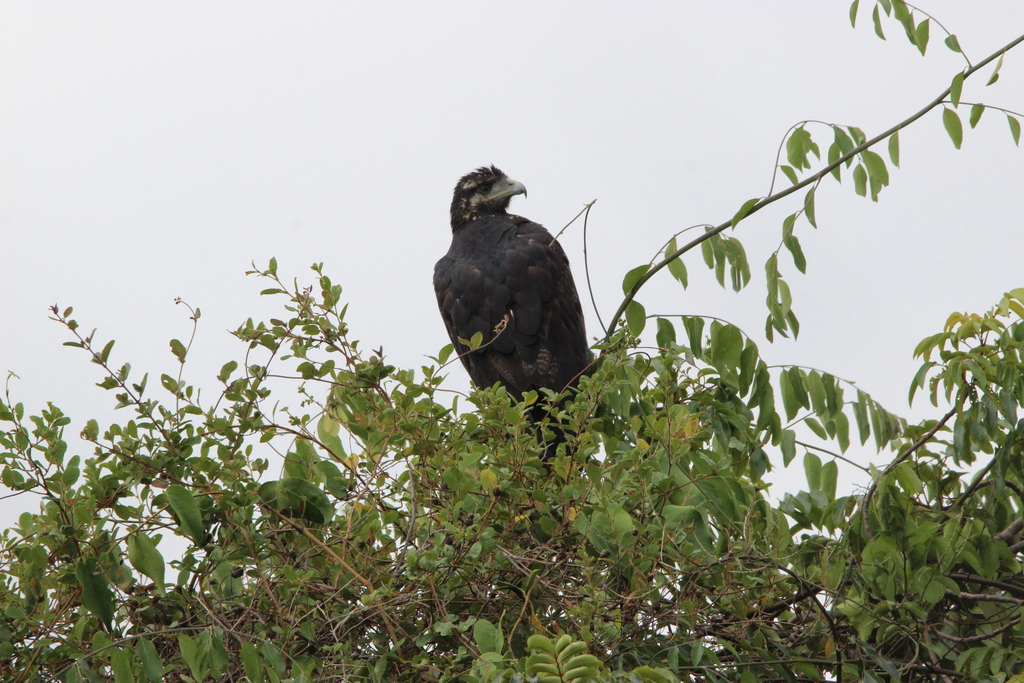 Black-chested Buzzard-Eagle from Resplendor - MG, Brasil on June 1 ...