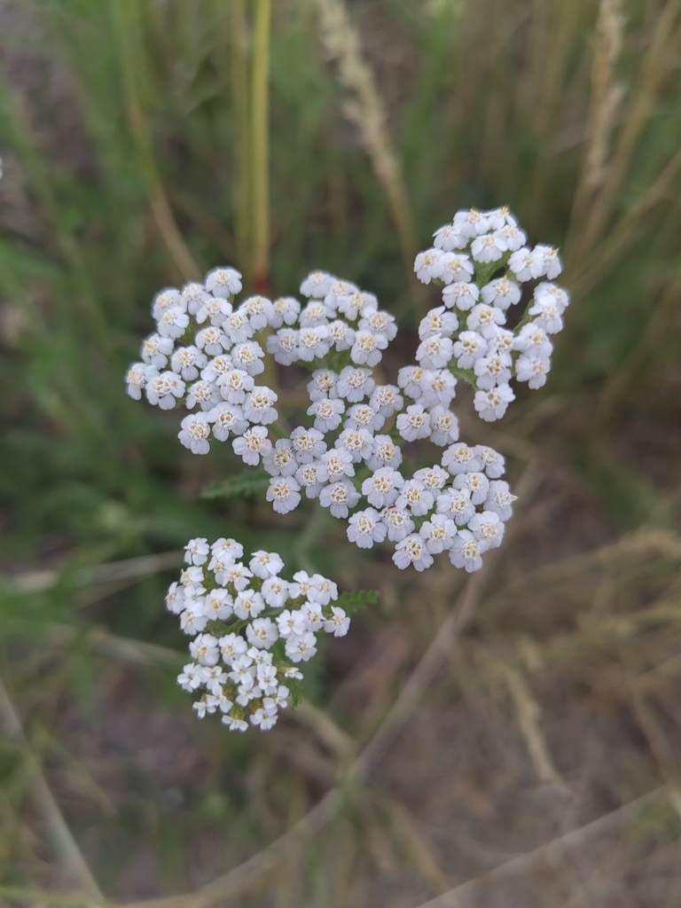 common yarrow from Брилевичи, Минск, Беларусь on June 19, 2023 at 09:29 PM by Roman Shashko ...
