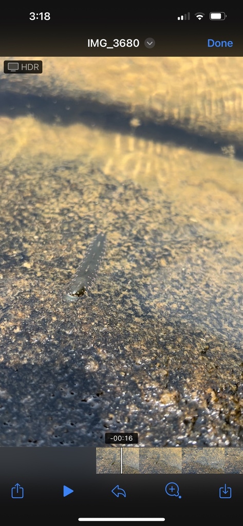 Leeches from Griffin, GA, US on June 19, 2023 at 03:17 PM by Leigha ...