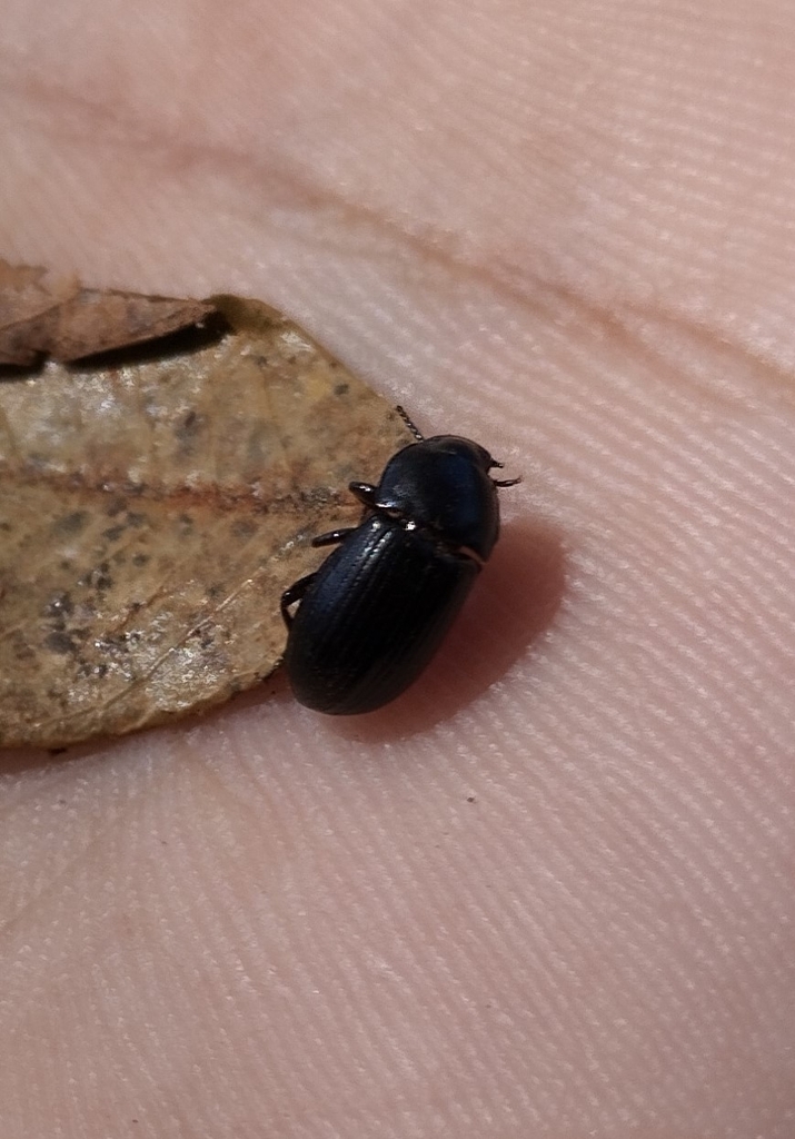 Pedinus from Universidade de Brasília by Matheus Lima · iNaturalist