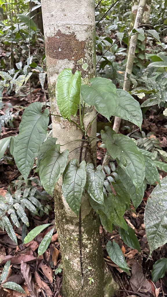 Monstera membranacea from Turrubares, San Jose, CR on June 18, 2023 at ...