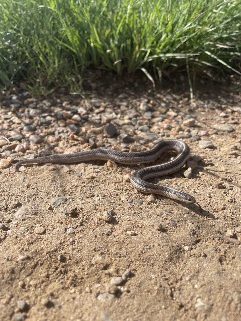Lined Snake in June 2023 by Anya Sukiennicki. big baby cute · iNaturalist