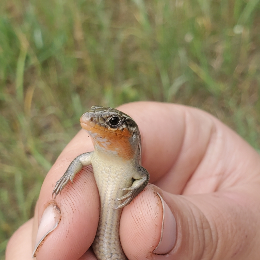 Prairie Skink in June 2023 by Kayla Humphries · iNaturalist