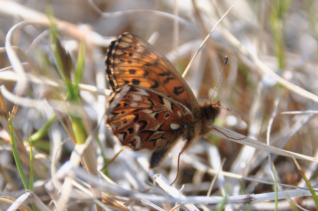 Freija Fritillary from Abisko National Park, Kiruna, Sweden on June 18 ...