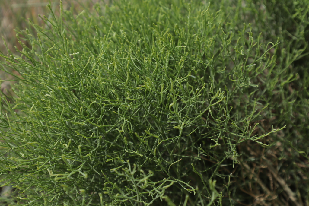 Broom Snakeweed from Animas, NM 88020, USA on June 19, 2023 at 02:06 PM ...