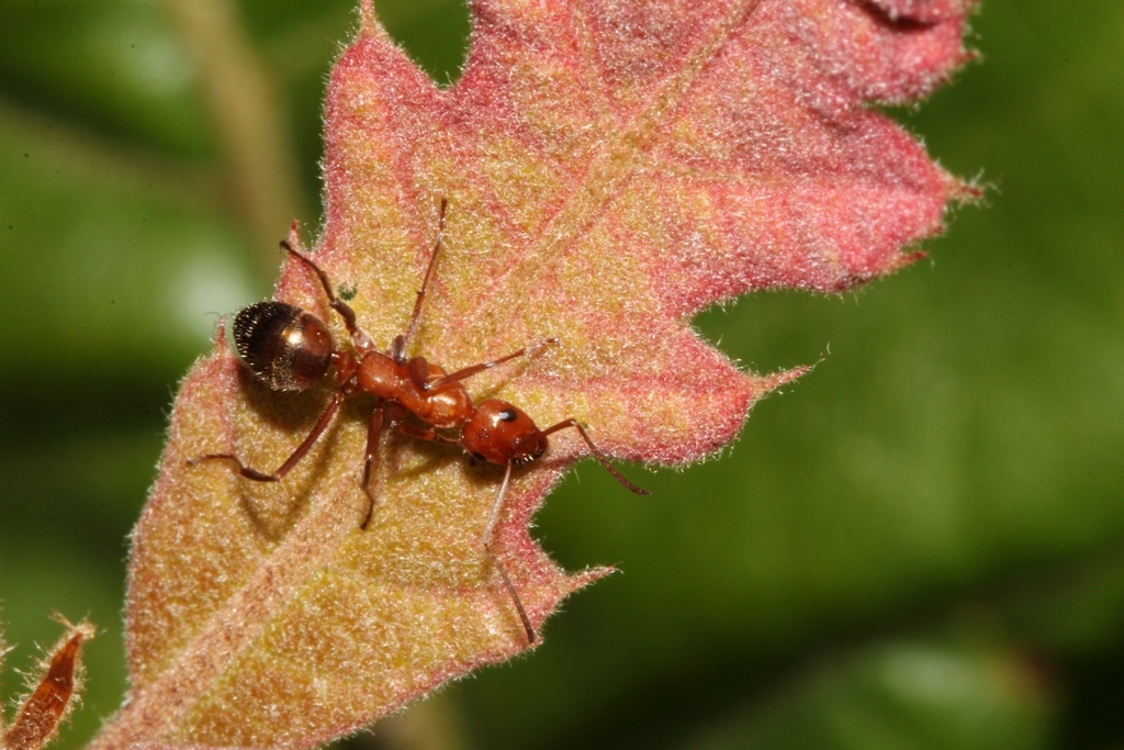 Wily Field Ant from Claypit Creek on June 19, 2023 at 02:03 PM by ...