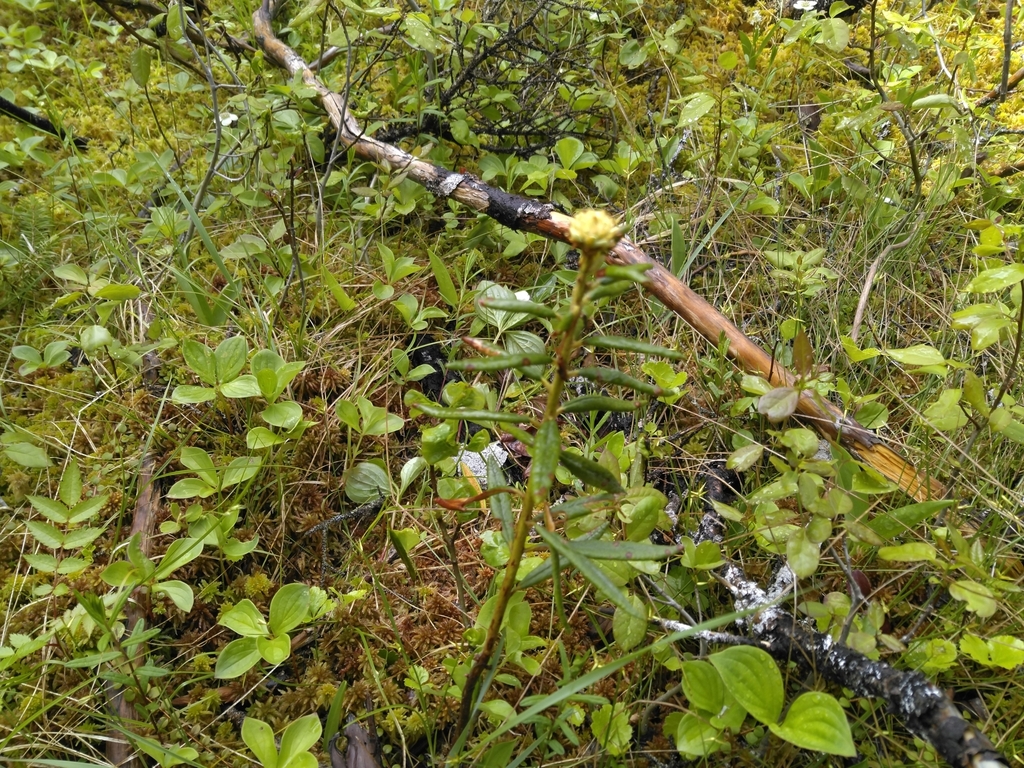 Bog Labrador Tea from Victoria, CA-NS, CA on June 19, 2023 at 10:50 AM ...
