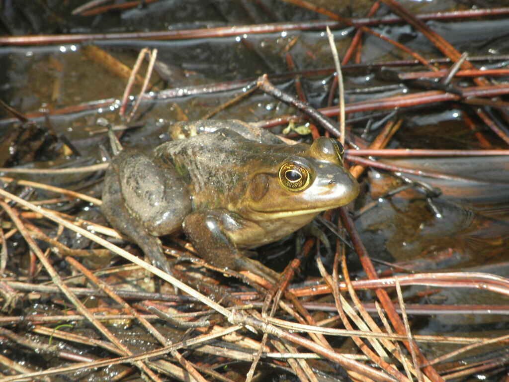 Pig Frog from Gulf Shores, AL, USA on June 10, 2011 at 01:41 PM by ...