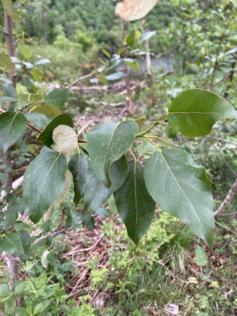 balsam poplar from The Adirondack Preserve, Keene, NY, US on June 13 ...