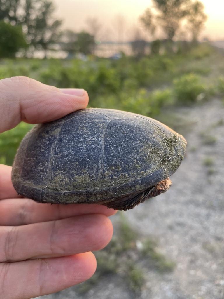 Eastern Musk Turtle in June 2023 by Kristy Kujala · iNaturalist