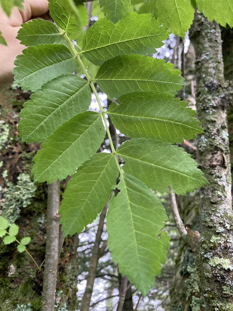showy mountain-ash from The Adirondack Preserve, Keene, NY, US on June ...