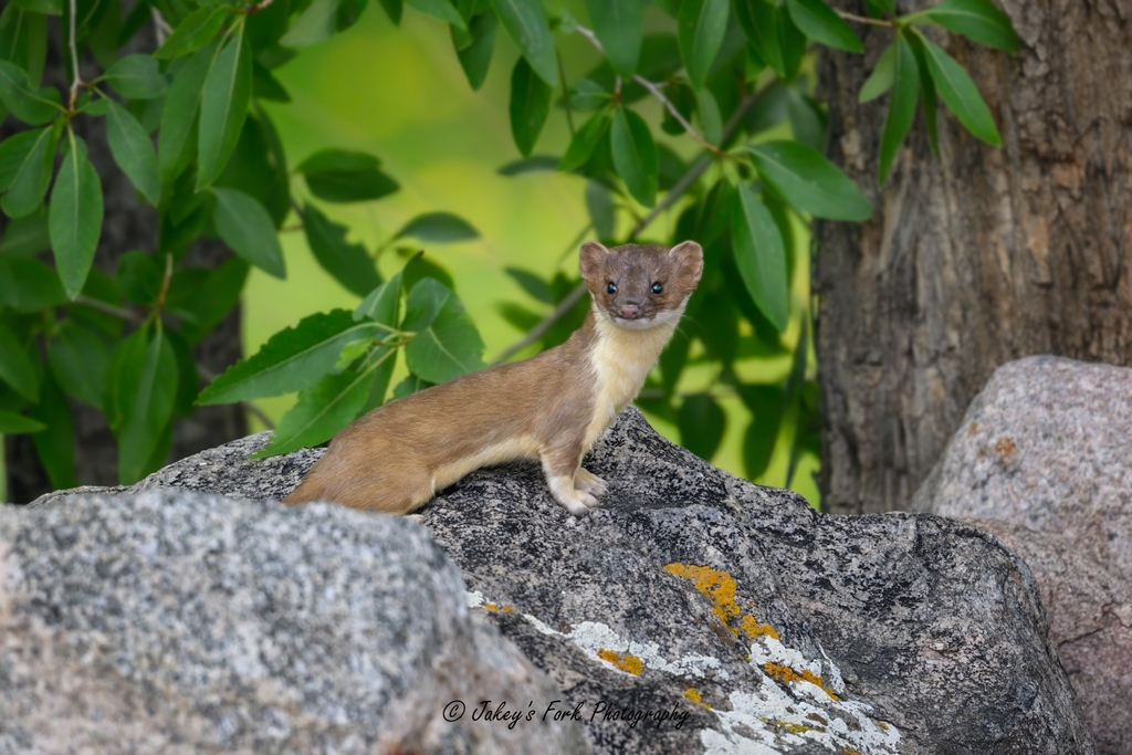 Long-tailed Weasel from Dubois, WY 82513, USA on June 17, 2023 at 03:24 ...