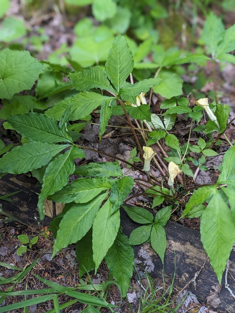 Five-leaved Jack-in-the-pulpit from Whitmer, WV 26296, USA on June 19 ...