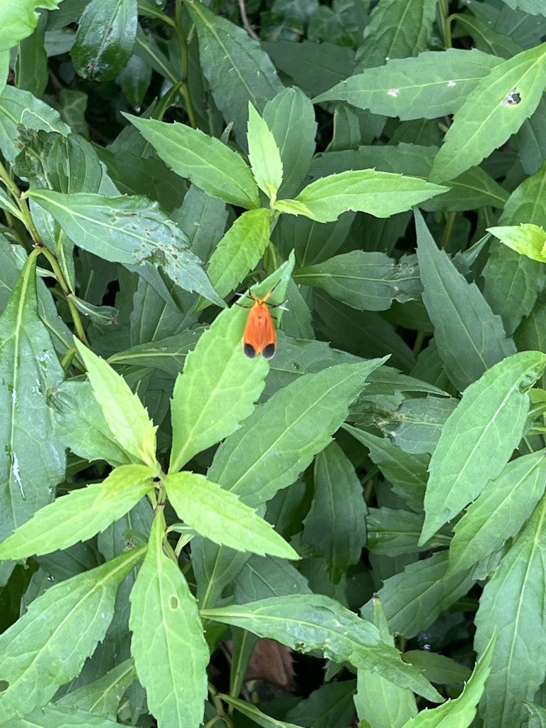 Phauda flammans from 定海区, 舟山市, 浙江省, CN on June 19, 2023 at 12:13 PM by ...