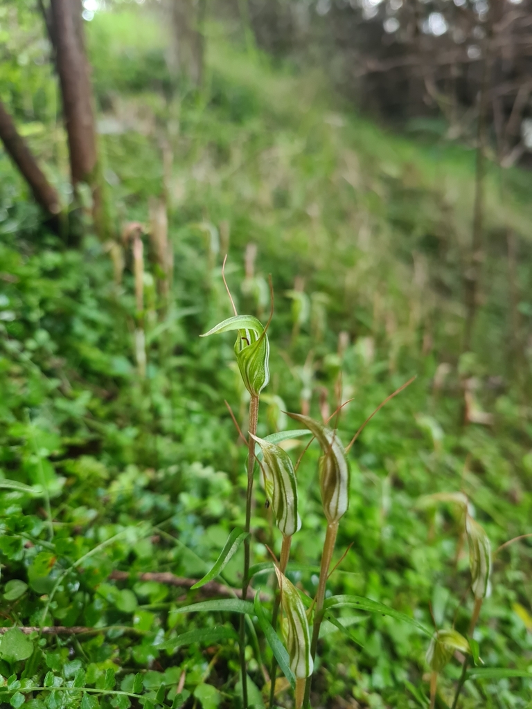 winter greenhood from Ōnawe Peninsula, Duvauchelle 7581, New Zealand on ...