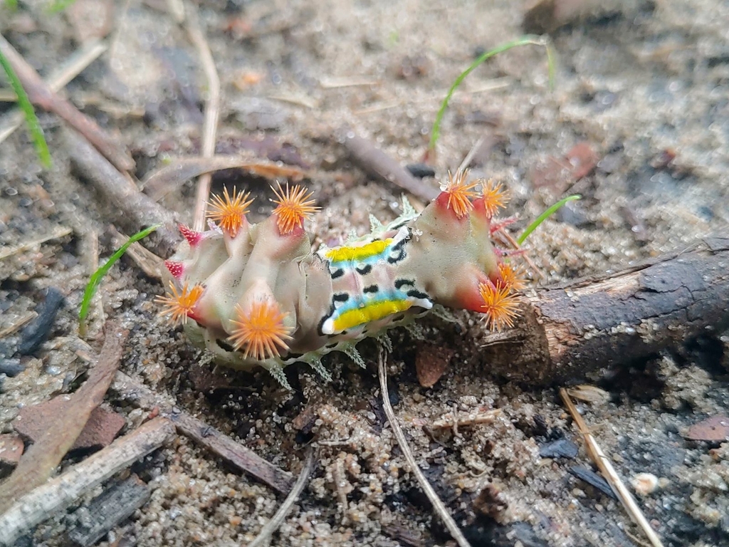 Mottled Cup Moth by Callum Kindred · iNaturalist
