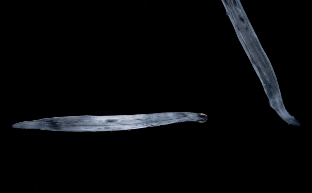 Arrow Worms Phylum Chaetognatha Are