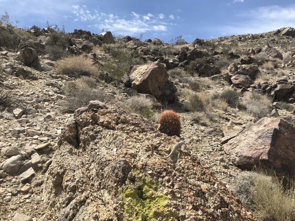 Desert Collared Lizard from Joshua Tree National Park, Twentynine Palms ...