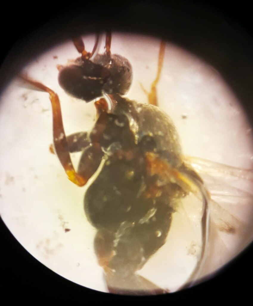 Ants from 55870 Acolman, State of Mexico, Mexico on June 19, 2023 at 08 ...