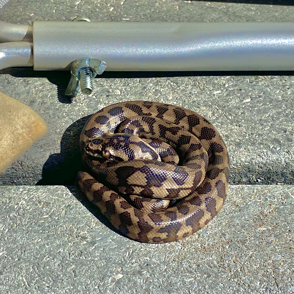 Carpet Python from Cape Tribulation Rd, Cape Tribulation, QLD, AU on ...