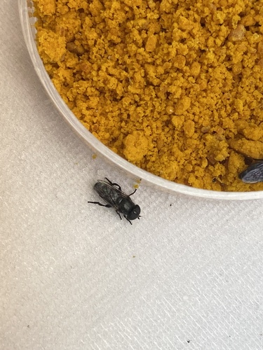 Eumerus larvatus · iNaturalist