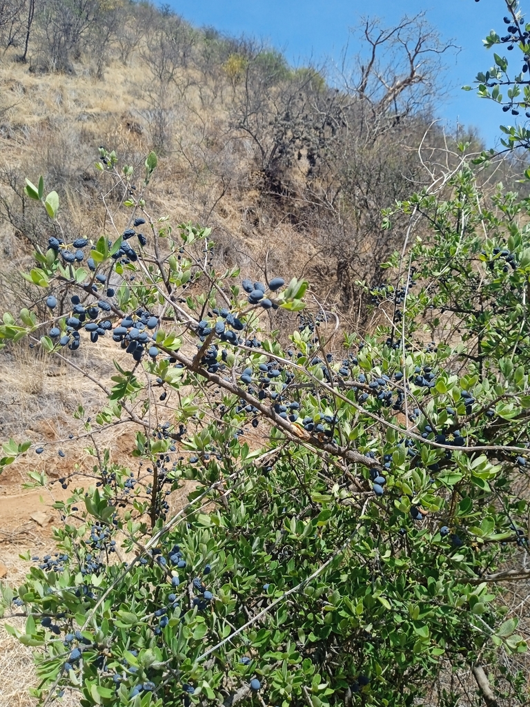 Granjeno Acebuche desde 36290 Gto., México el 19 de junio de 2023 a las ...