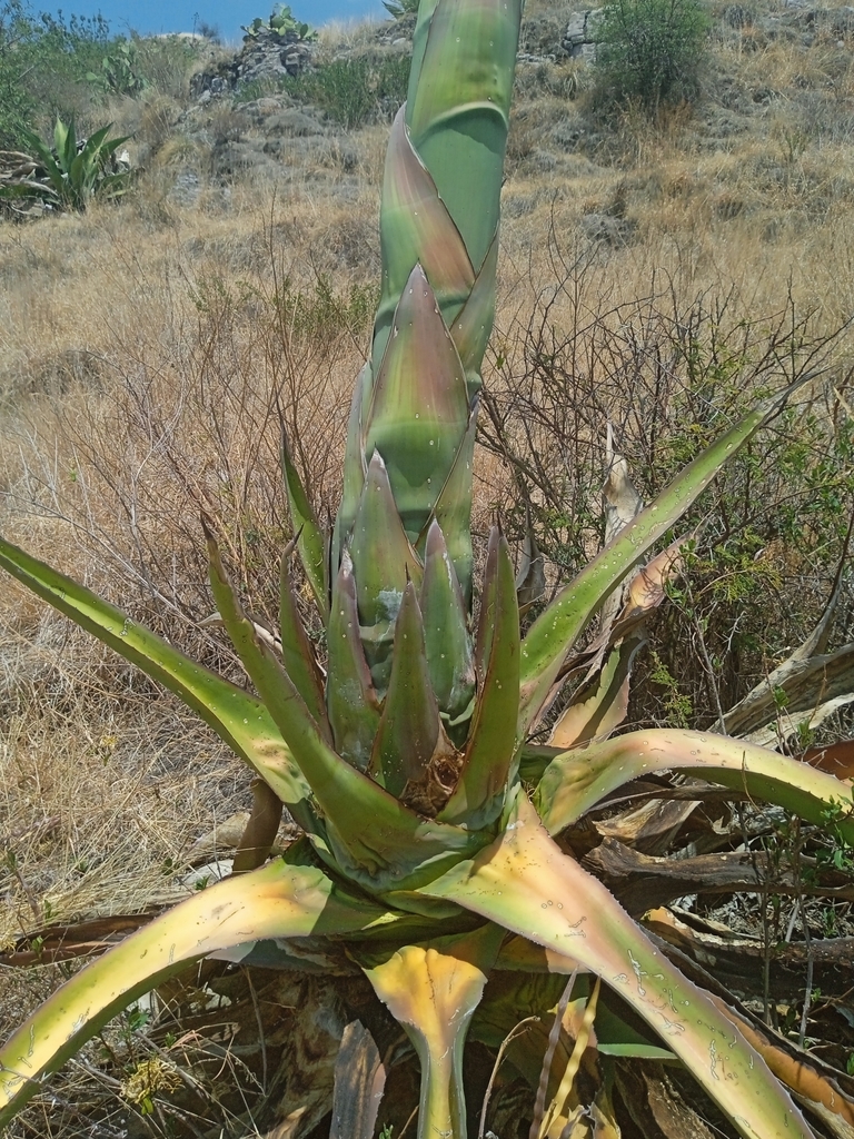 Pulque agave from 36865 Gto., México on June 12, 2023 at 01:44 PM by ...